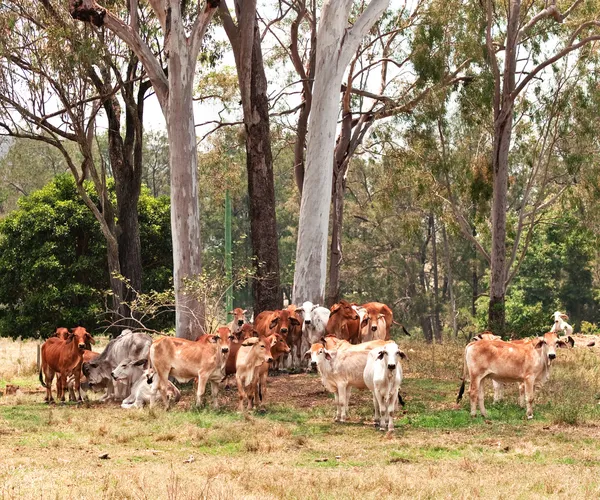 Australian cattle country herd of cows - Stock Image - Everypixel