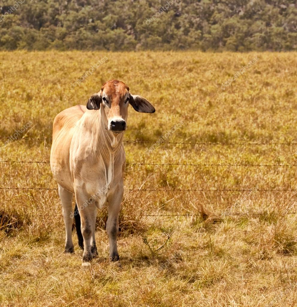 Young Zebu Brahman Cow — Stock Photo © sherjaca #16142867