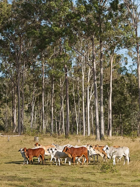 Australian beef farm Stock Photos, Royalty Free Australian beef farm ...