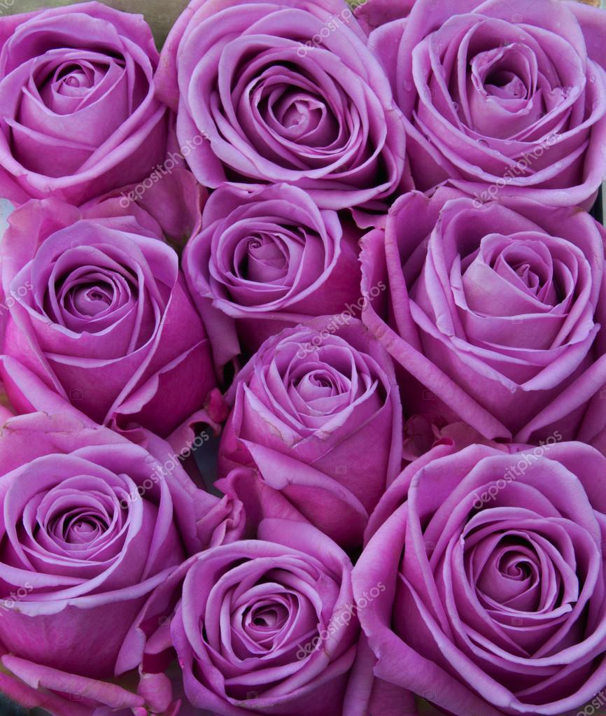 Light Purple Roses Background
