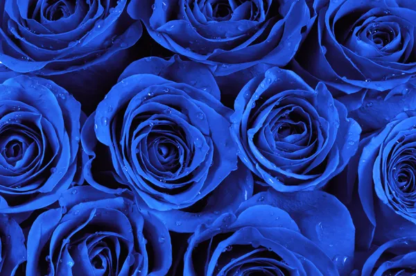 Blue roses Stock Photos, Royalty Free Blue roses Images | Depositphotos