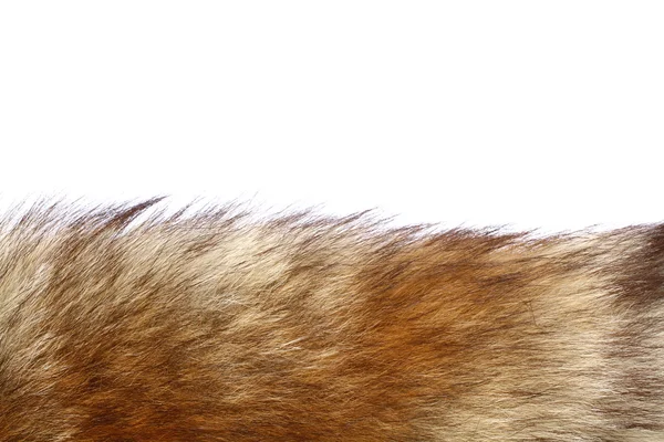 Fur background Stock Photos, Royalty Free Fur background Images ...