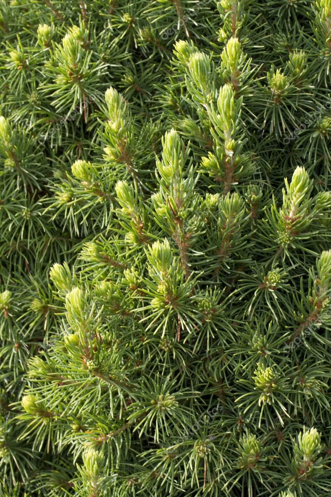 Pine tree background — Stock Photo © RomanovaTatjana #34359259