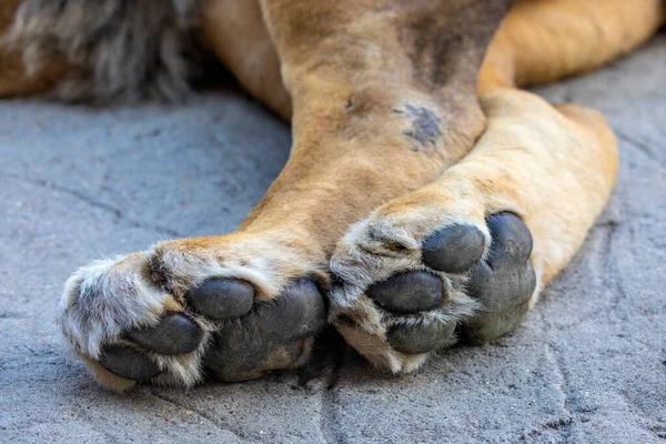 Lion paw Stock Photos, Royalty Free Lion paw Images | Depositphotos