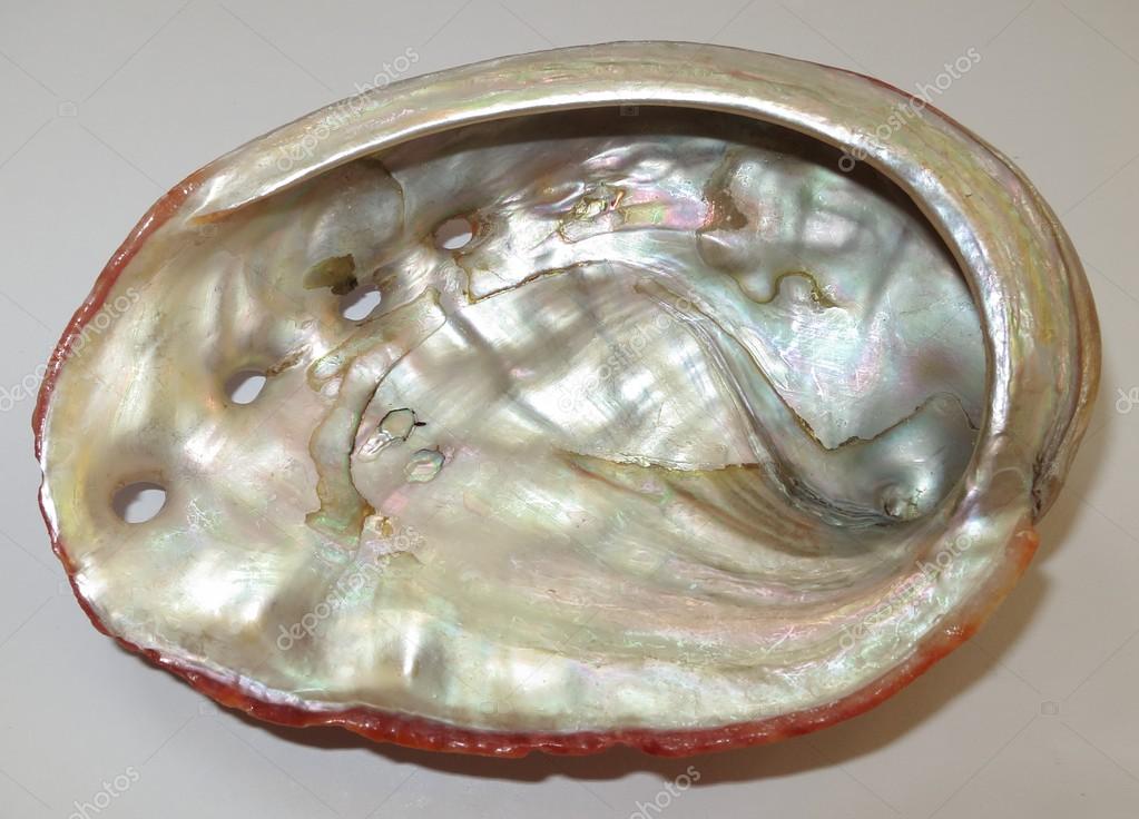 Interior shell — Stock Photo © luzynaS #41570203