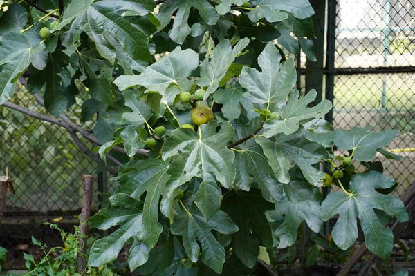 Peru planta Stock Photos, Royalty Free Peru planta Images | Depositphotos