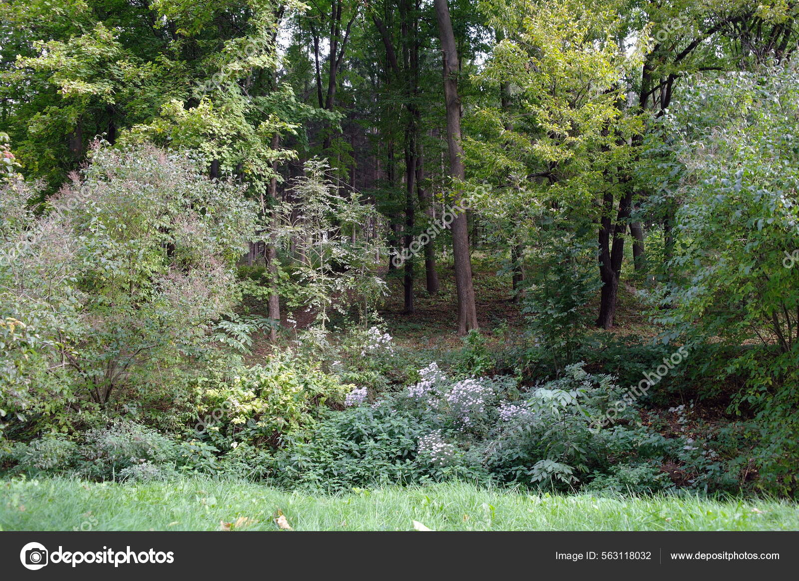 Beautiful Landscape Tree Forest — Stock Photo © yarikkk #563118032
