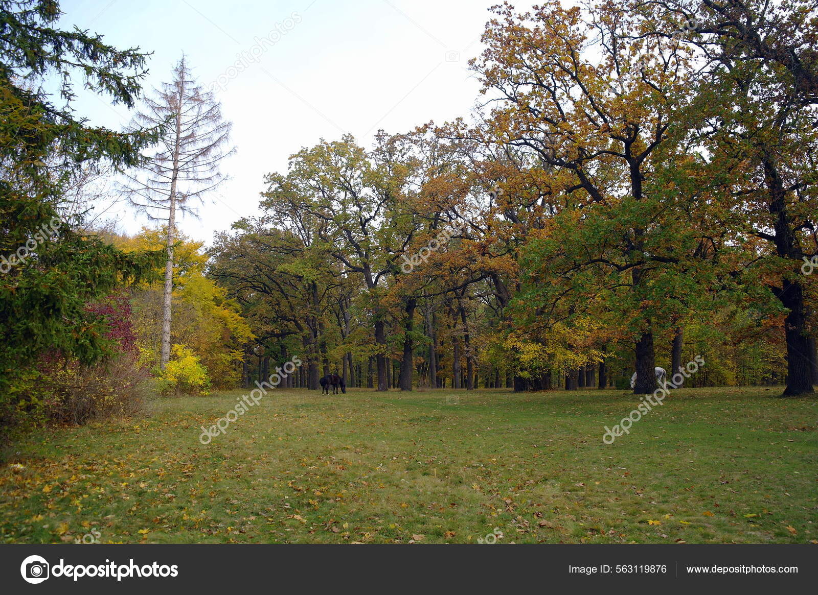 Beautiful Autumn Landscape Bright Trees — Stock Photo © yarikkk #563119876