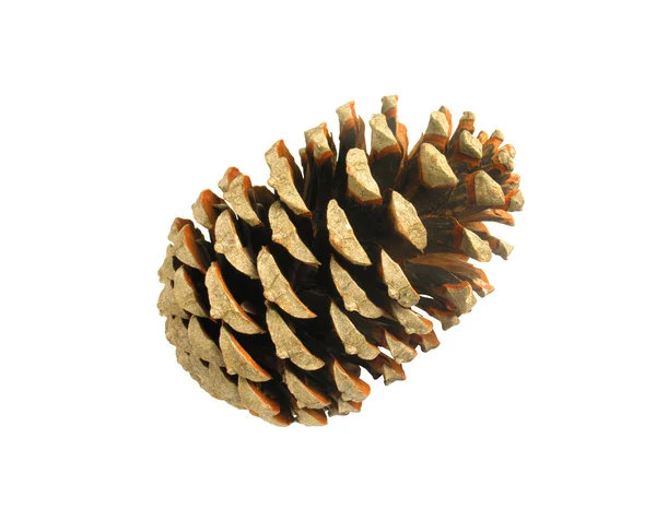 Front view of a pine cone Stock Photo by ©Hintau_Aliaksey 1436348