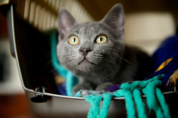 Chartreux cat Stock Photos, Royalty Free Chartreux cat Images ...