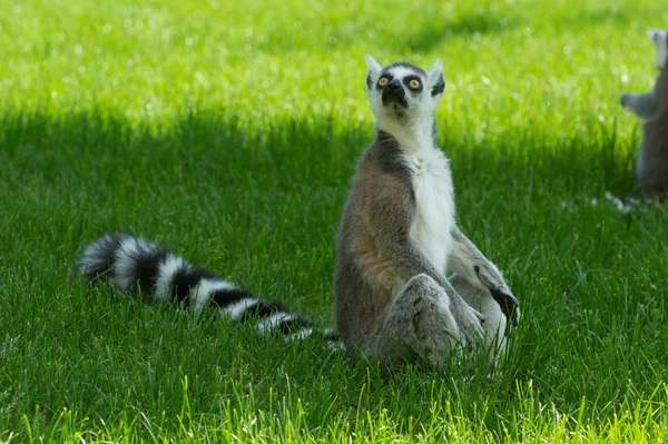 Lemur poop Stock Photos, Royalty Free Lemur poop Images | Depositphotos