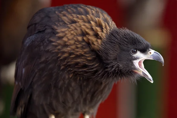 Screaming bird Stock Photos, Royalty Free Screaming bird Images ...