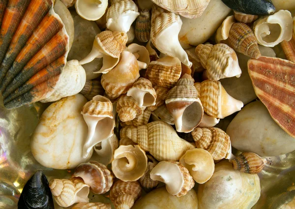 Shell with a pearl — Stock Photo © silvae #6574593