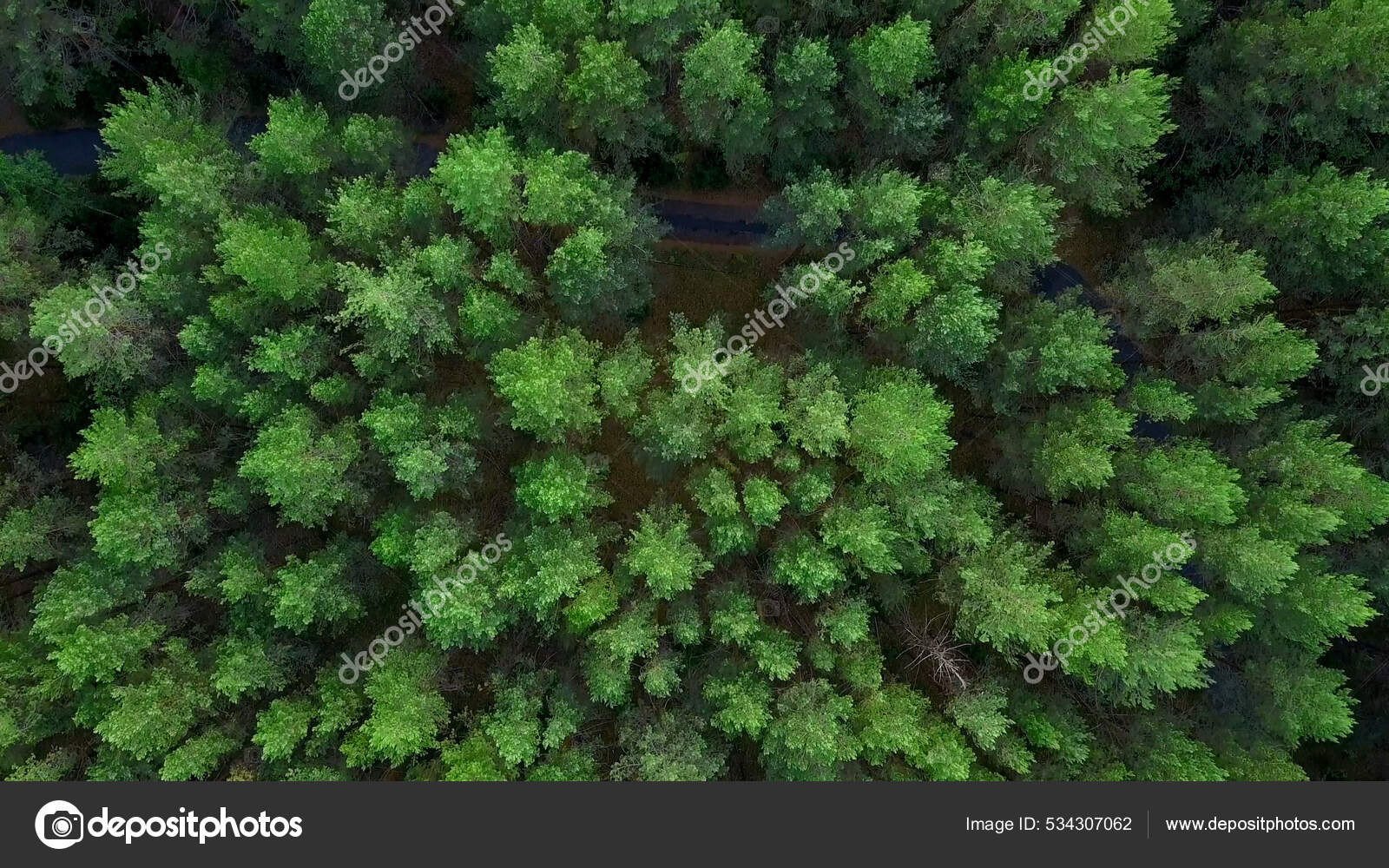 View of the forest from helicopters. Clip. Huge, tall green trees in ...