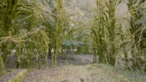 Green trees with moss in forest. Action. Dying forest with moss-covered ...