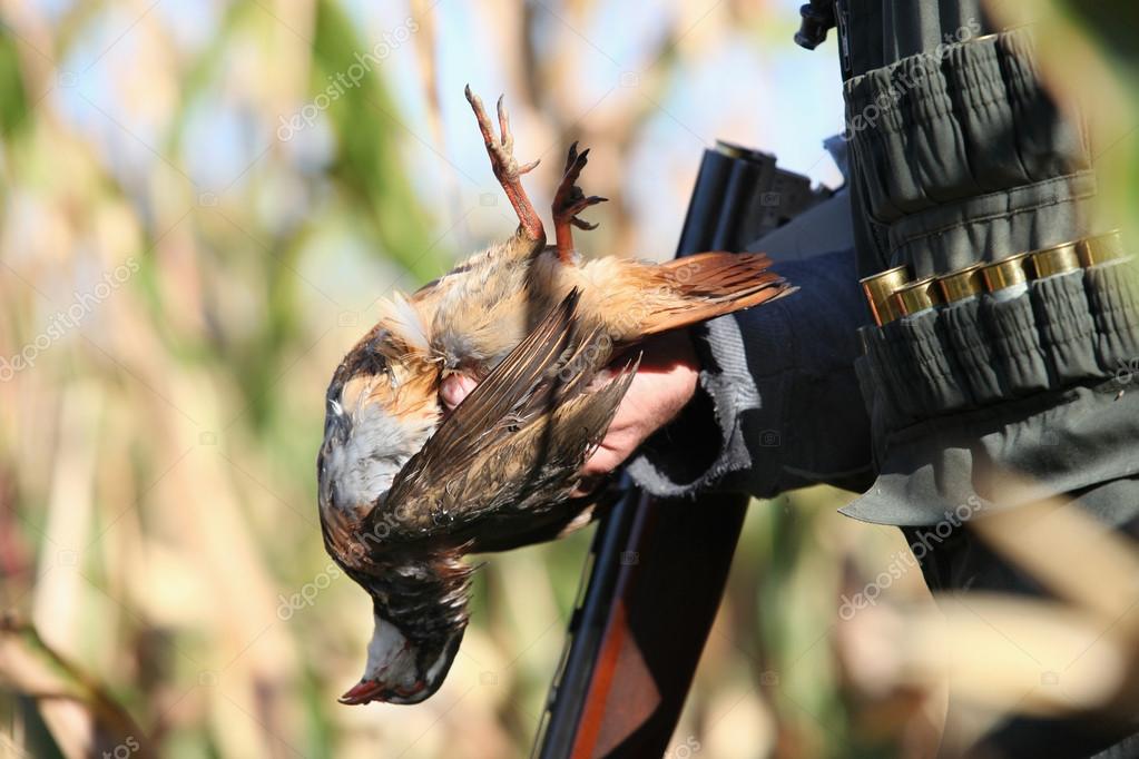 Hunting — Stock Photo © photography33 #18437841