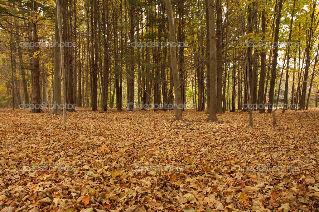 Leaves in the Woods during Autumn Stock Photo by ©33ft 35887579
