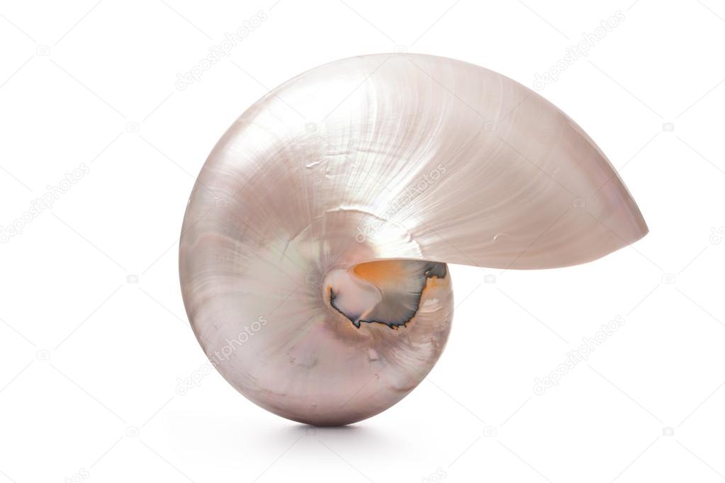 Pearl shell of a Nautilus pompilius Stock Photo by ©alexraths 13359191