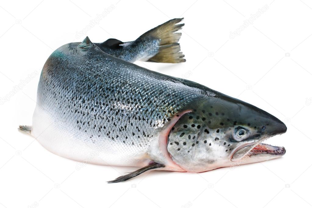 Atlantic Salmon Fish