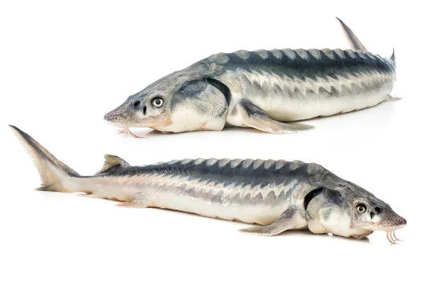 Sturgeon fish collage — Stock Photo © alexraths #49213927