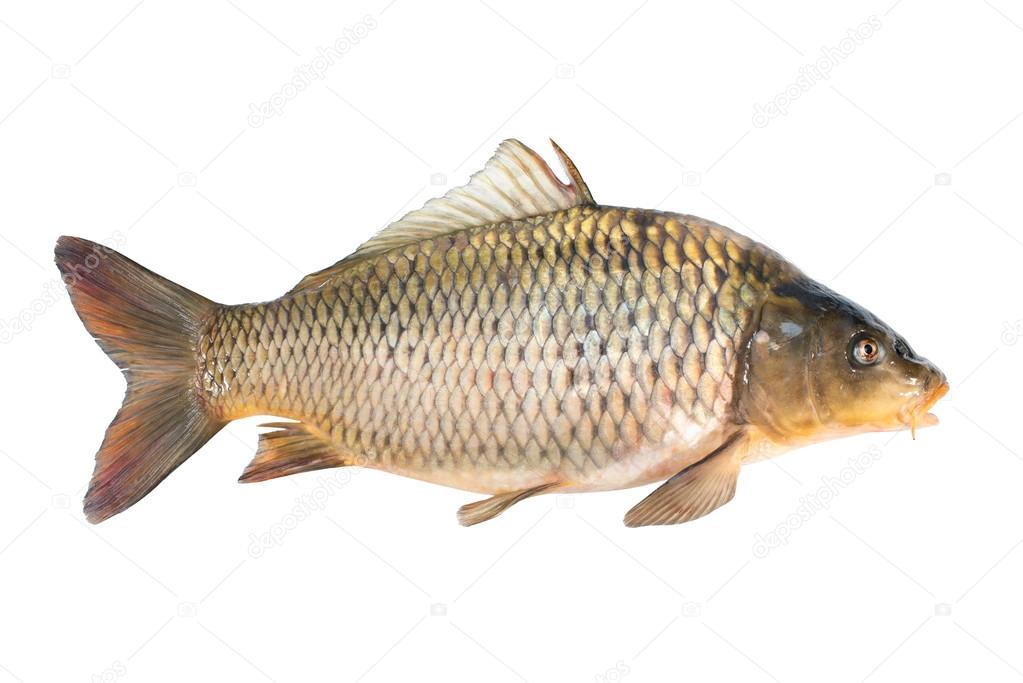 Common carp Stock Photo by ©alexraths 37935203