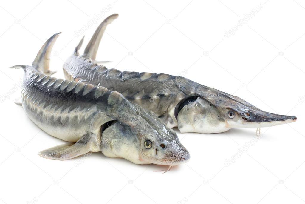 Sturgeon fish Stock Photo by ©alexraths 37935221