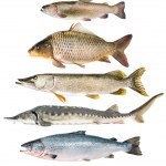 Fish collection Stock Photo by ©alexraths 8929162