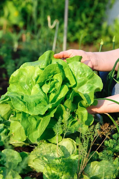 Picking lettuce Stock Photos, Royalty Free Picking lettuce Images ...