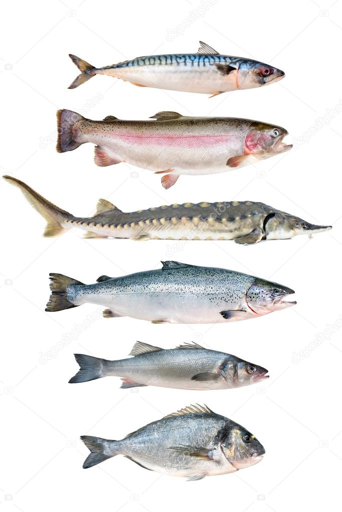 Fish collection — Stock Photo © alexraths #40243499