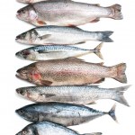 Fish collection Stock Photo by ©alexraths 8929162