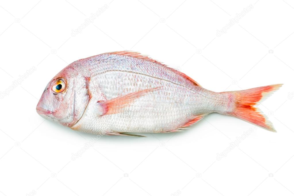 Red seabream — Stock Photo © alexraths #41207371
