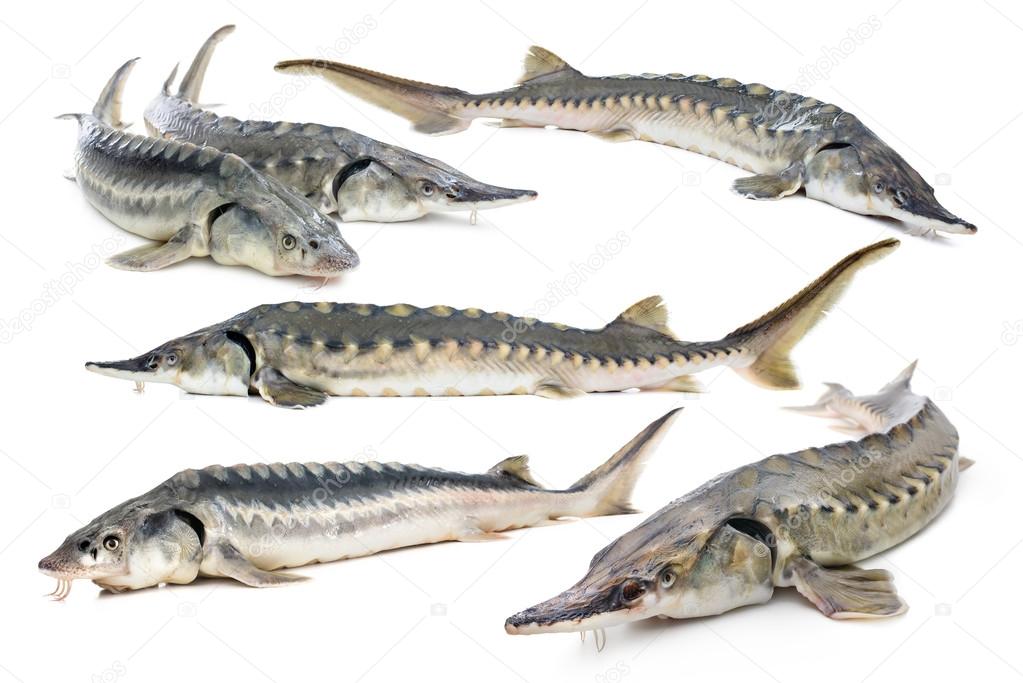 Sturgeon fish collage — Stock Photo © alexraths #49213927