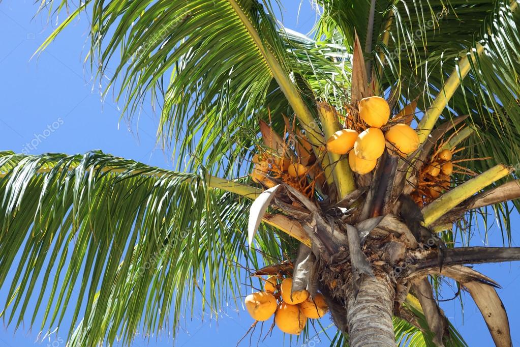 Coconut, coco palm tree Stock Photo by ©ilfede 12084057