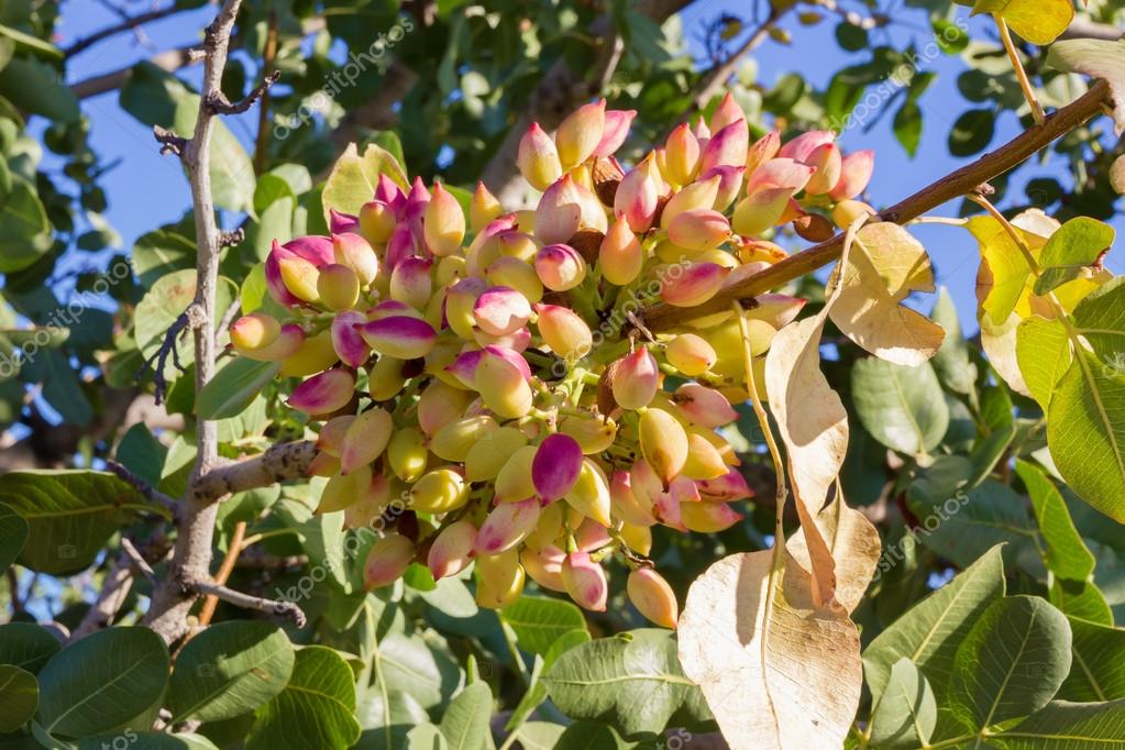 Pistache na árvore — Fotografias de Stock © ilfede #16942327