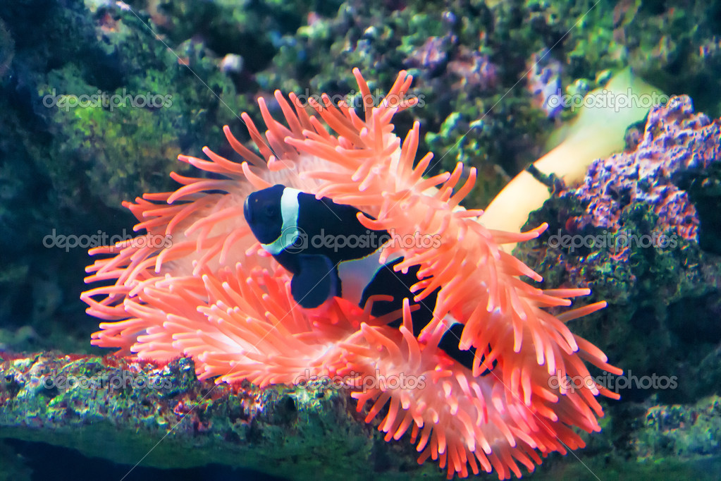 Black Clownfish Anemone