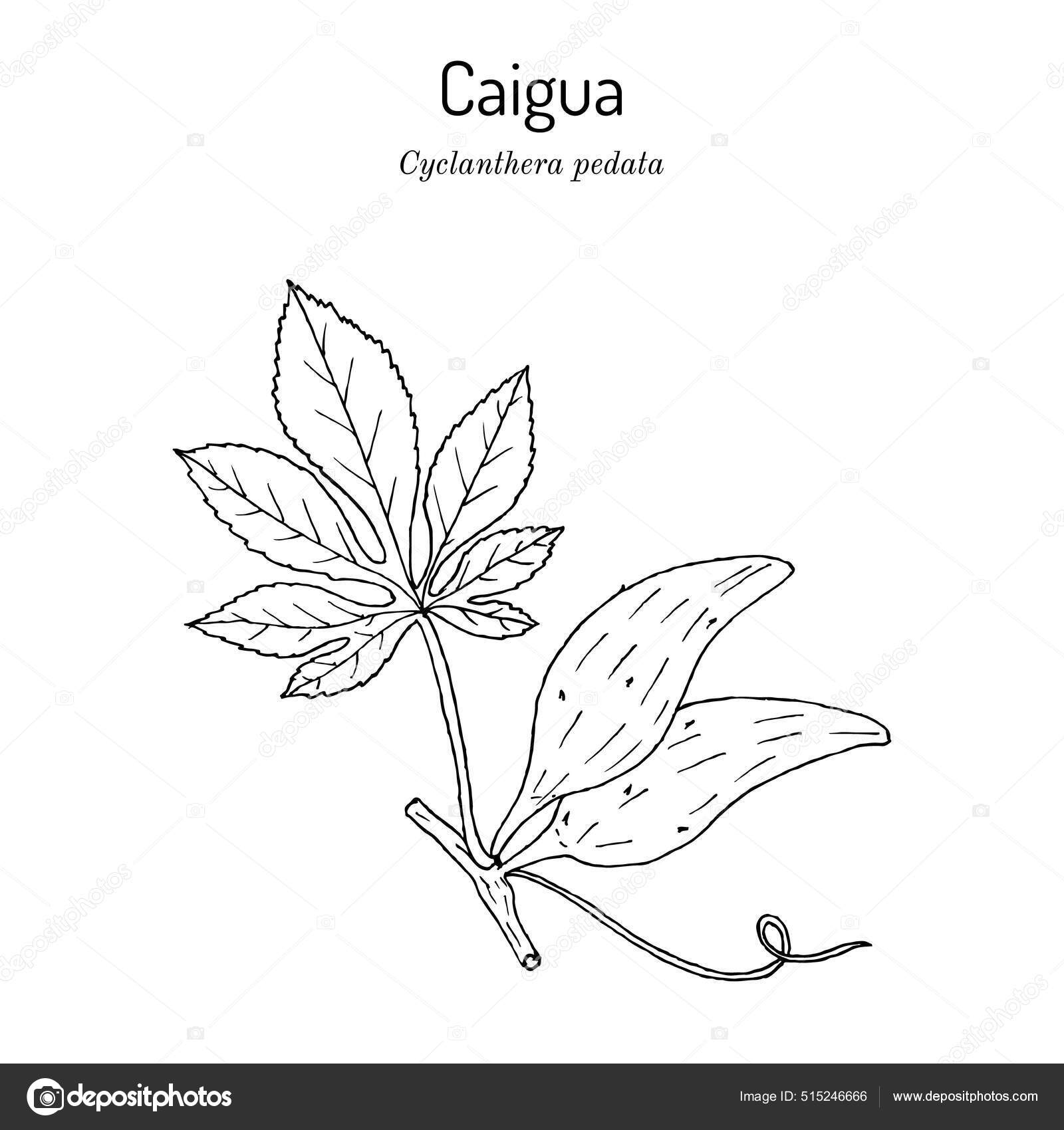 Caigua Cyclanthera pedata , edible and medicinal plant. Stock Vector ...