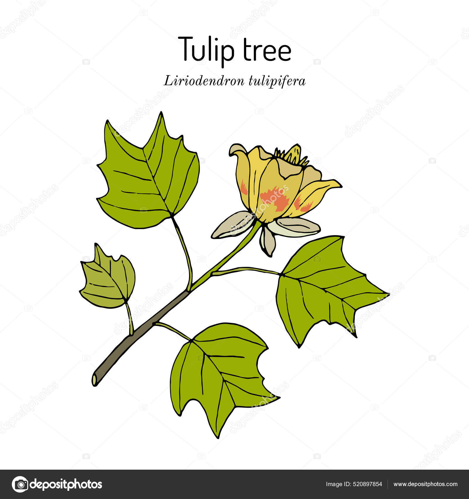 Poplar Tree Leaf Drawing