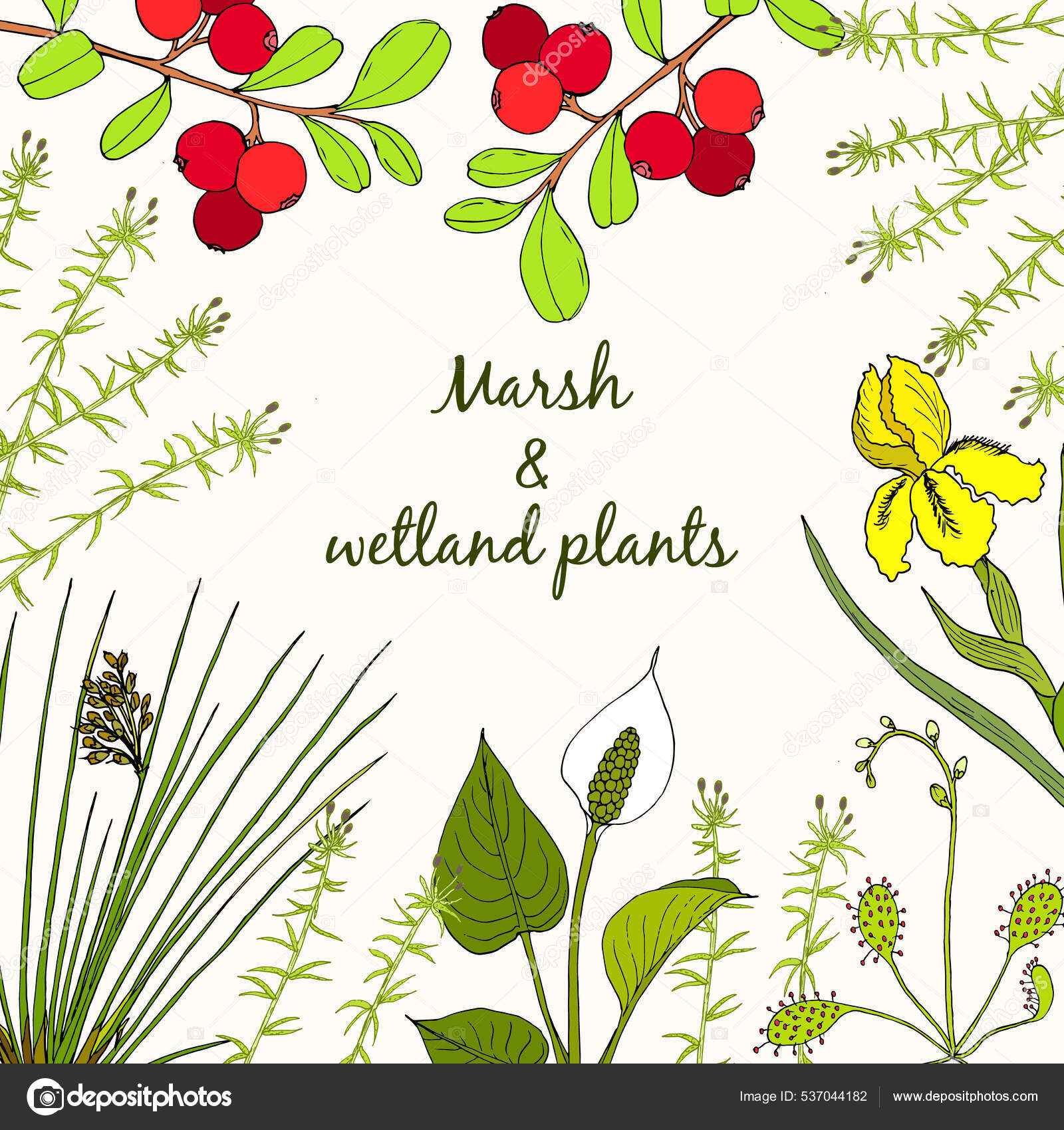 Marsh and wetland plants collection Stock Vector Image by ©Foxyliam ...
