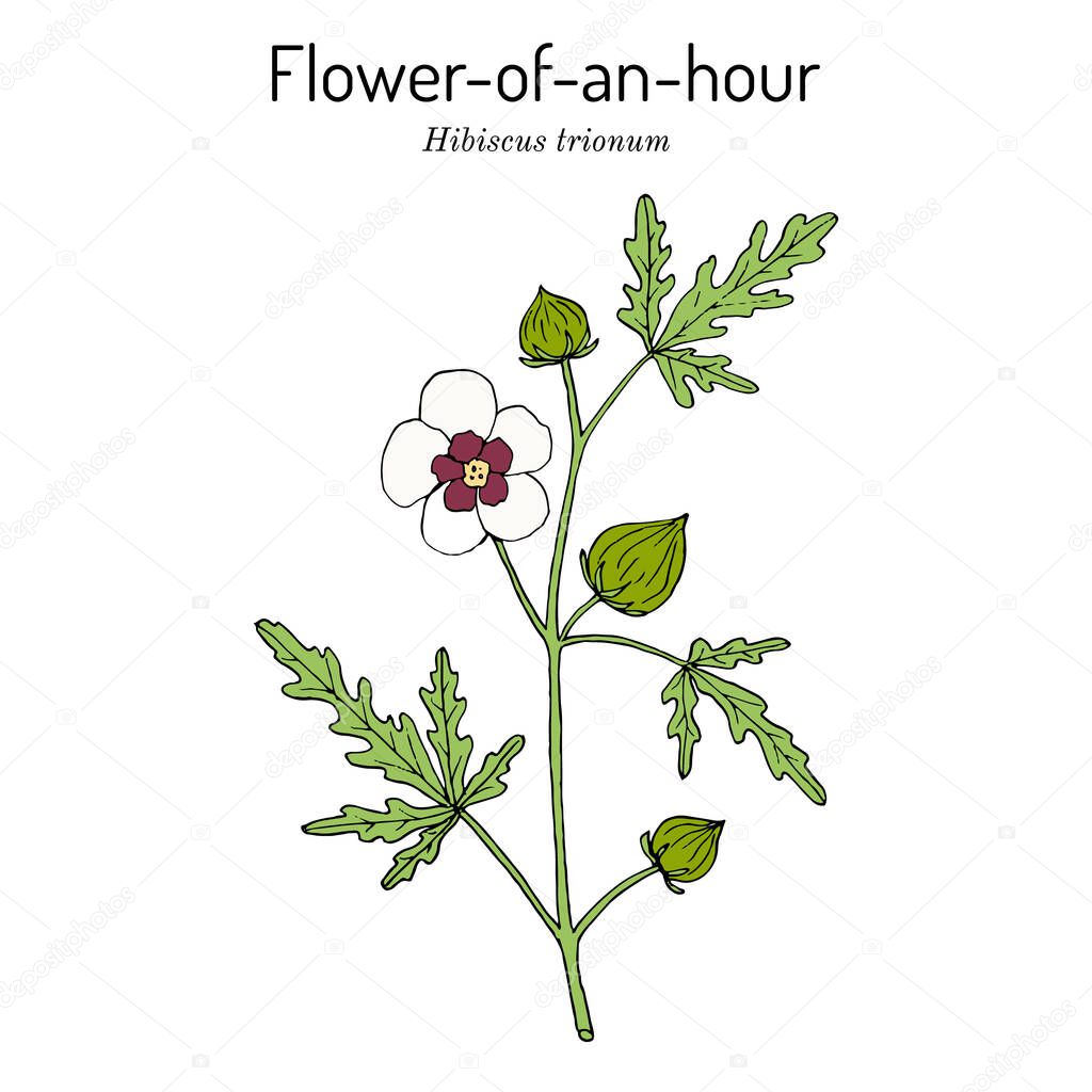 Flor de una hora o cetmia vesical Hibiscus trionum, planta ornamental y ...