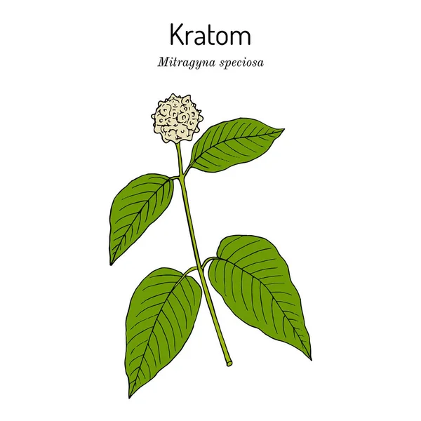 Kratom Vector Art Stock Images | Depositphotos