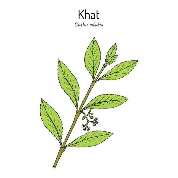 Khat Vector Art Stock Images | Depositphotos