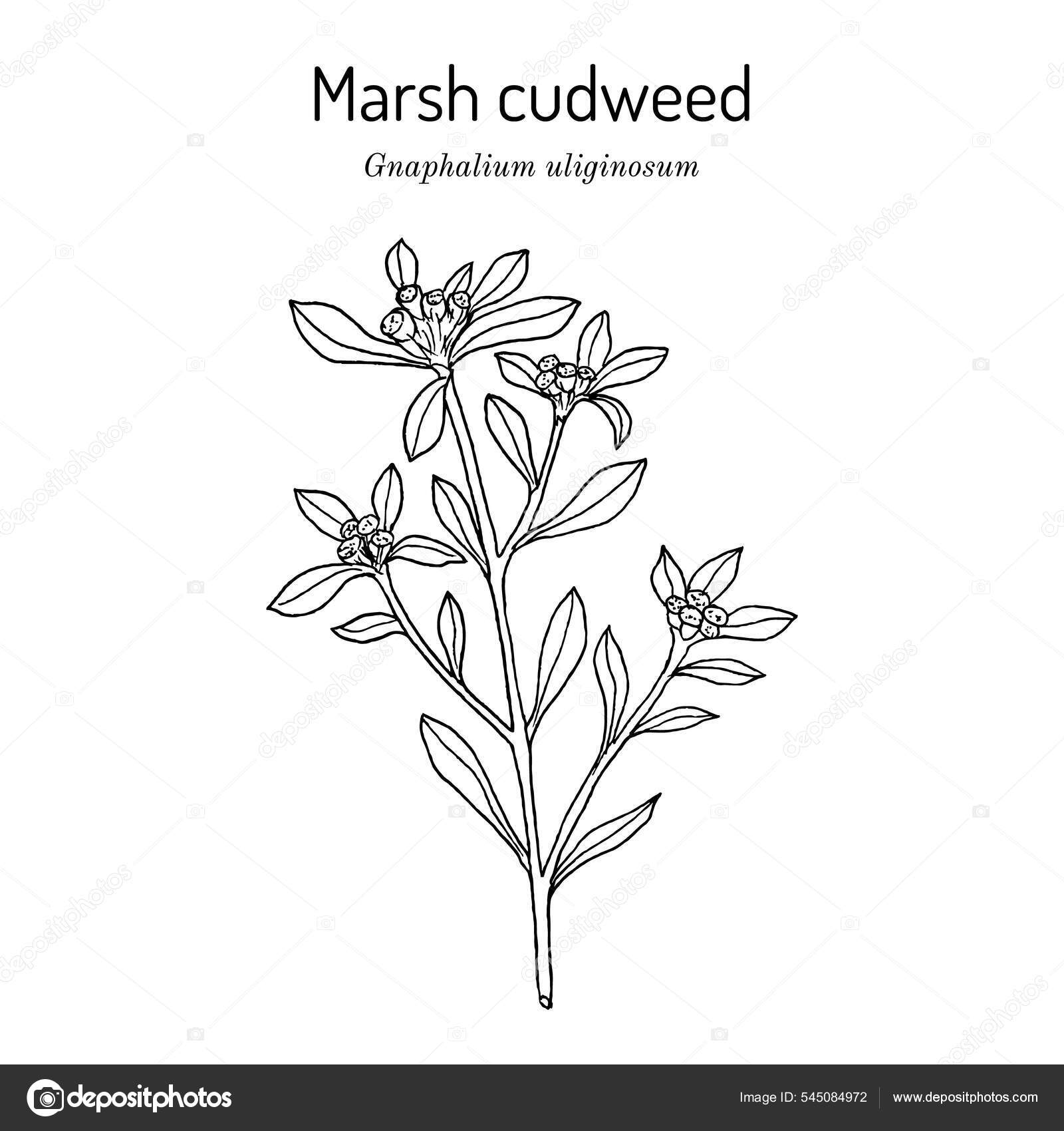 Marsh cudweed Gnaphalium uliginosum , medicinal plant Stock Vector ...