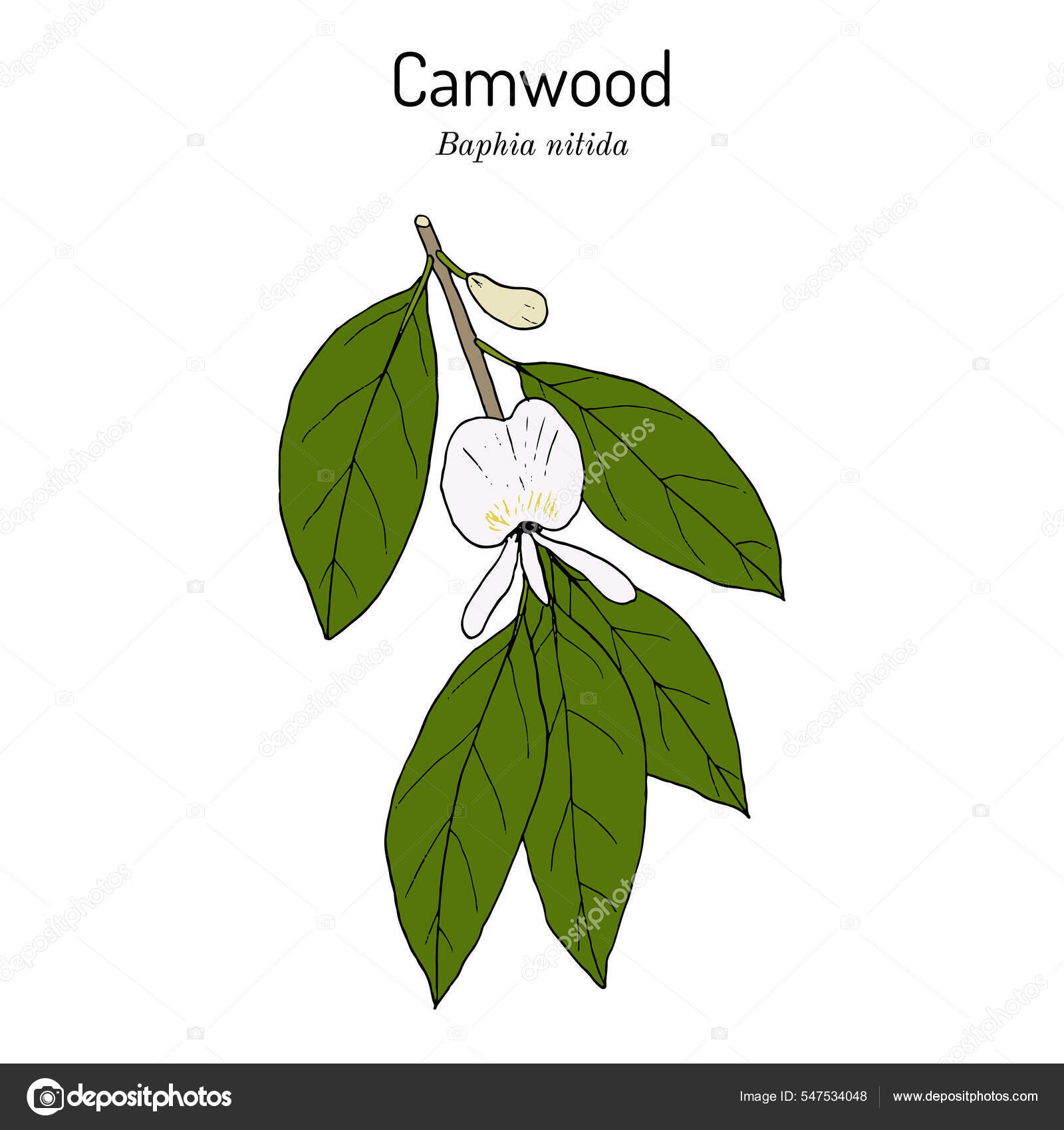 Camwood Baphia nitida , medicinal plant Stock Vector Image by ©Foxyliam ...