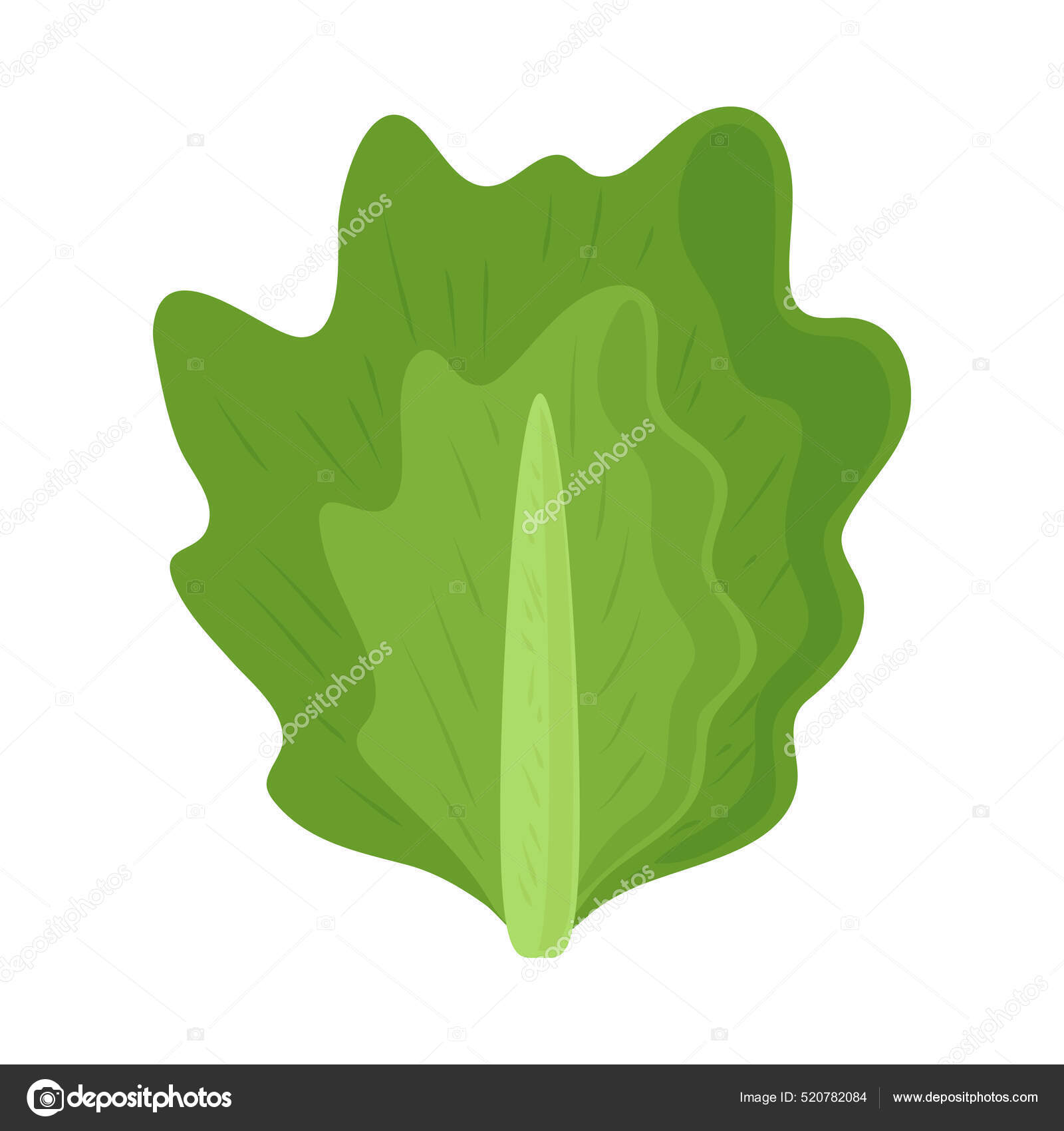 Cartoon Lettuce Slice