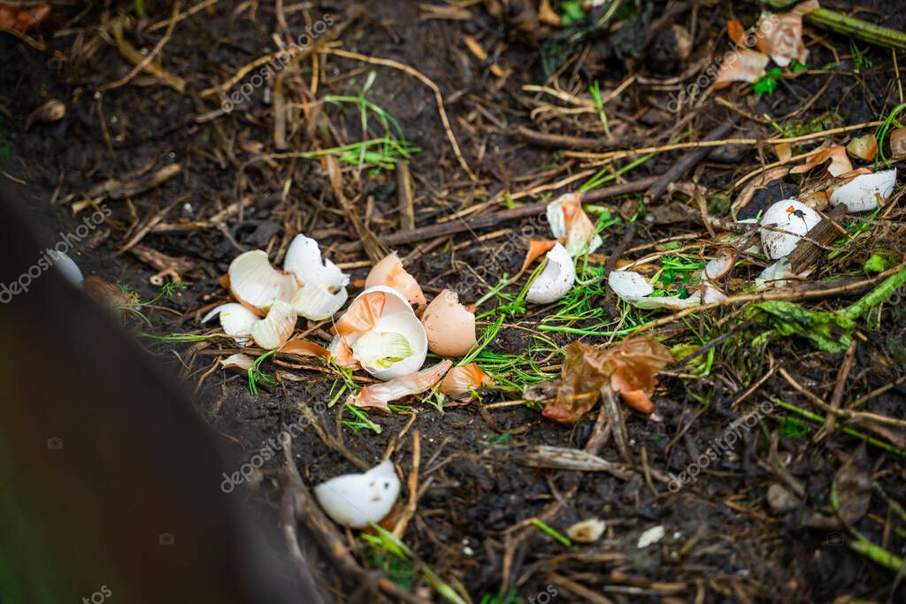 Egg shells and onion skins on a compost heap. Composting food waste 2022