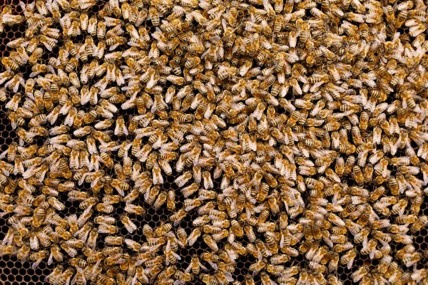 Lots of bees close-up. Bees on a frame in the hive. - Stock Image ...