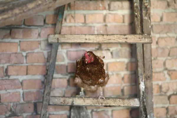 Chicken prison Stock Photos, Royalty Free Chicken prison Images ...