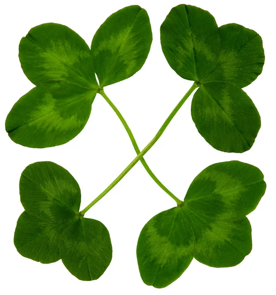 Shamrock tablets Stock Photos, Royalty Free Shamrock tablets Images ...
