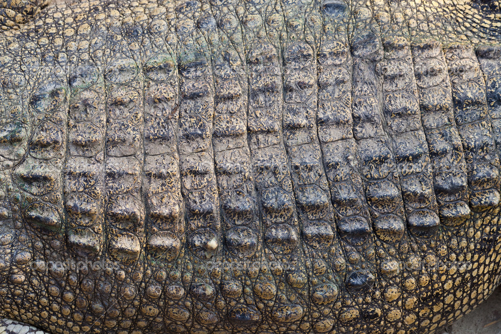 Wild crocodile skin pattern Stock Photo by ©pinkblue 18580375
