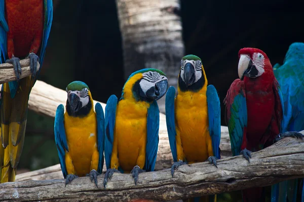 Fotos de Araras coloridas, Imagens de Araras coloridas sem royalties ...